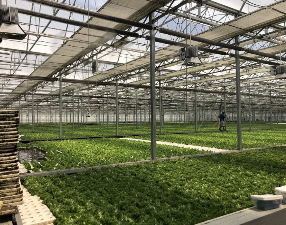 Tuinbouwkassen: Geïntegreerd Energiebeheer voor Optimale Opbrengsten ...